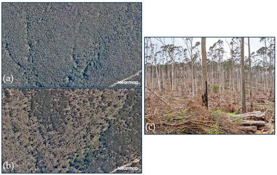 Mapping Windthrow Severity as Change in Canopy Cover in a Temperate ...