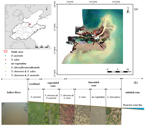 Tracking the Dynamics of Salt Marsh Including Mixed-Vegetation Zones ...