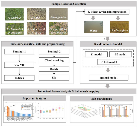 Tracking the Dynamics of Salt Marsh Including Mixed-Vegetation Zones Employing Sentinel-1 and ...