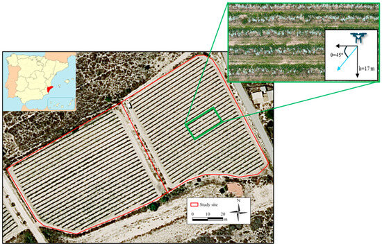Automatic Grape Cluster Detection Combining YOLO Model and Remote Sensing Imagery