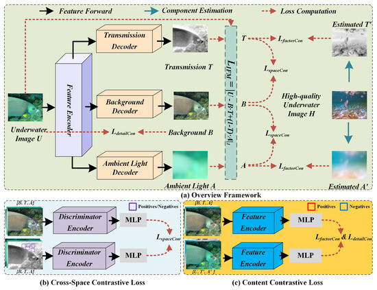 Contrastive Feature Disentanglement via Physical Priors for Underwater Image Enhancement