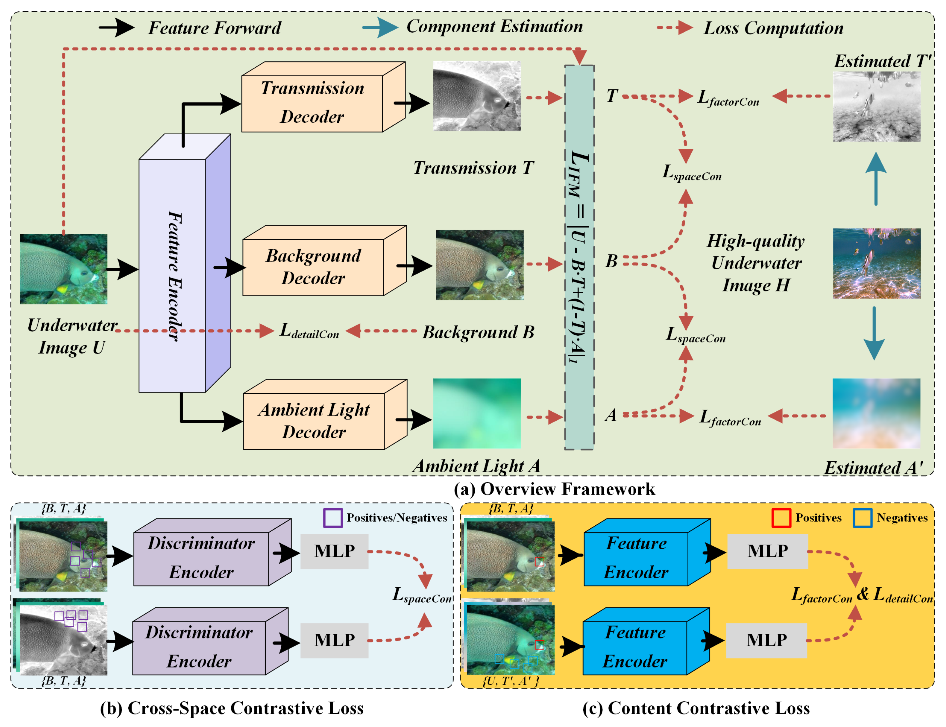 Contrastive Feature Disentanglement Via Physical Priors For Underwater Image Enhancement
