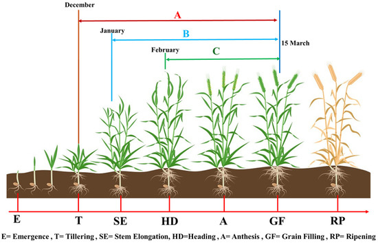 Improving Wheat Yield Prediction with Multi-Source Remote Sensing Data and Machine Learning in ...
