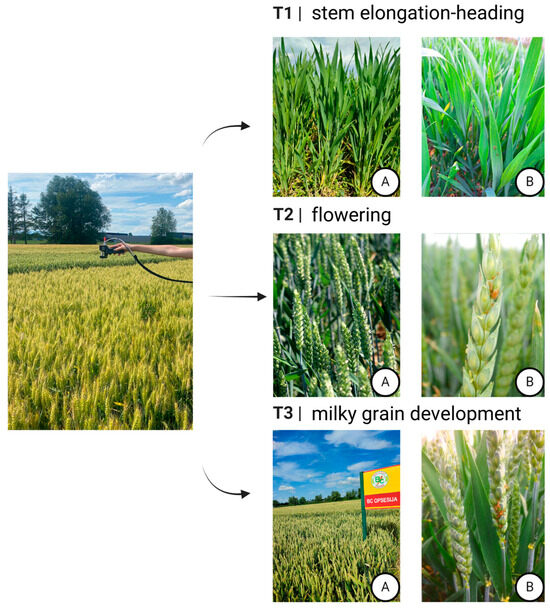 Hyperspectral Canopy Reflectance and Machine Learning for Threshold-Based Classification of ...