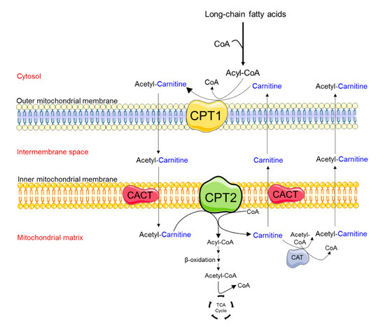Schizophrenic Psychosis Symptoms in a Background of Mild-To-Moderate ...