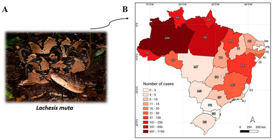 Reports | Free Full-Text | Severe Bushmaster Snakebite Envenoming: Case ...