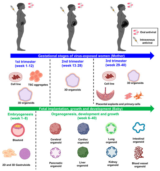 Human Maternal-Fetal Interface Cellular Models to Assess Antiviral Drug ...