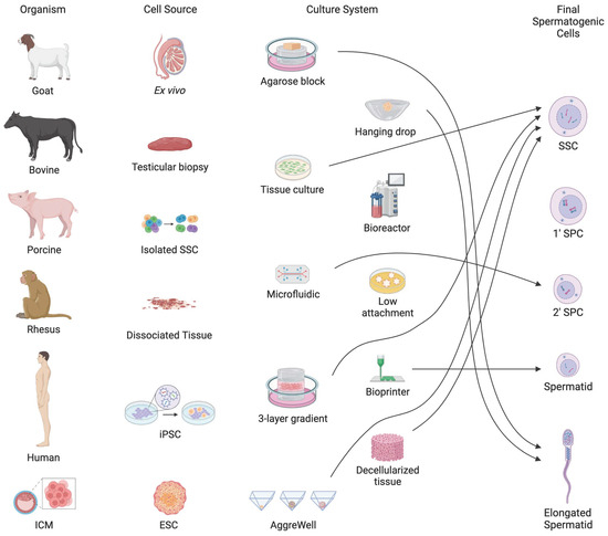 Recent Developments in In Vitro Spermatogenesis and Future Directions