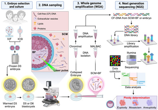 Temporal Evaluation of a Minimally Invasive Method of Preimplantation ...