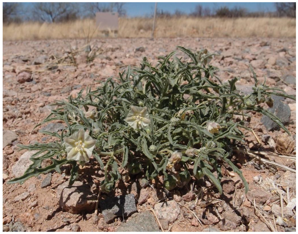 Resources | Free Full-Text | Biodiversity of Food Species of the ...