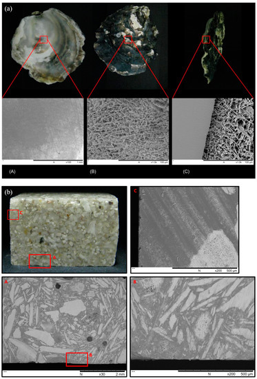 The Potential Use of Oyster Shell Waste in New Value-Added By-Product