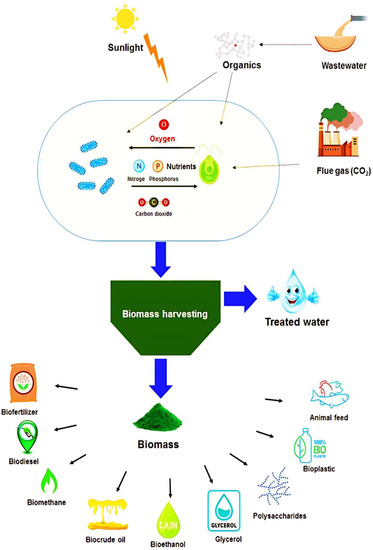 Resources | Free Full-Text | Current Insights into Growing Microalgae for Municipal Wastewater ...