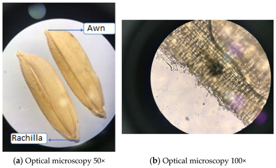 Microstructure and Mechanical Characterization of Rice Husks from the ...