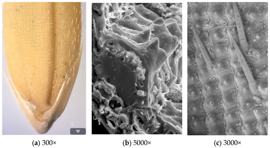 Microstructure and Mechanical Characterization of Rice Husks from the ...