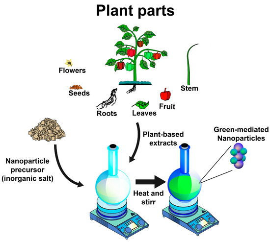 Plant-Based Extracts as Reducing, Capping, and Stabilizing Agents for the Green Synthesis of ...