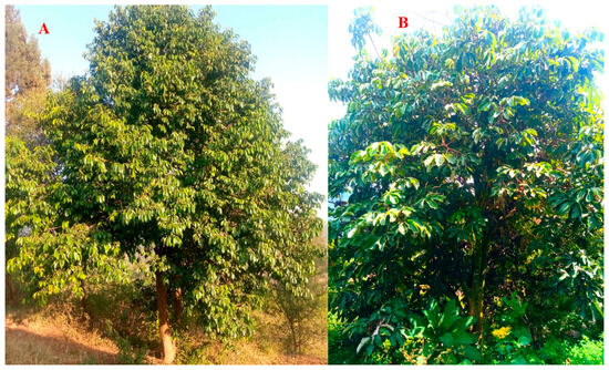 Characterization of Yield and Physico-Chemical Parameters of Selected ...