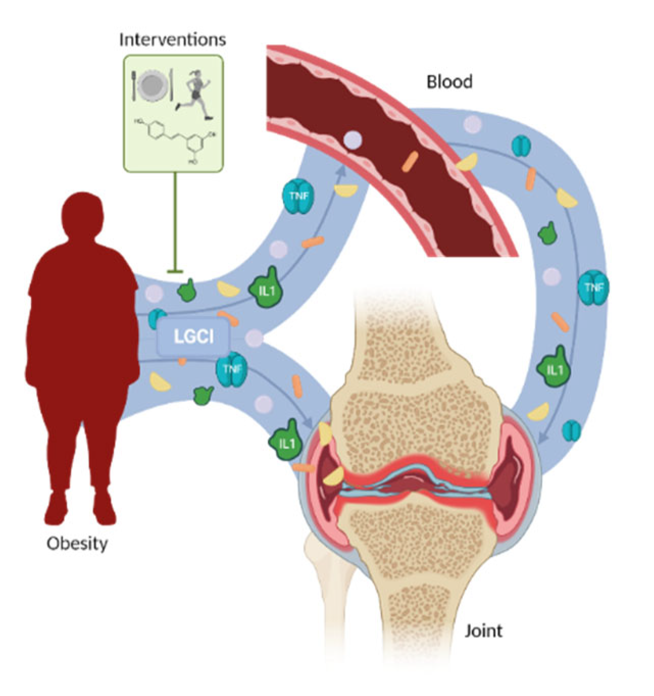 Rheumato Free Full Text Effect And Regulation Of Obesity Associated