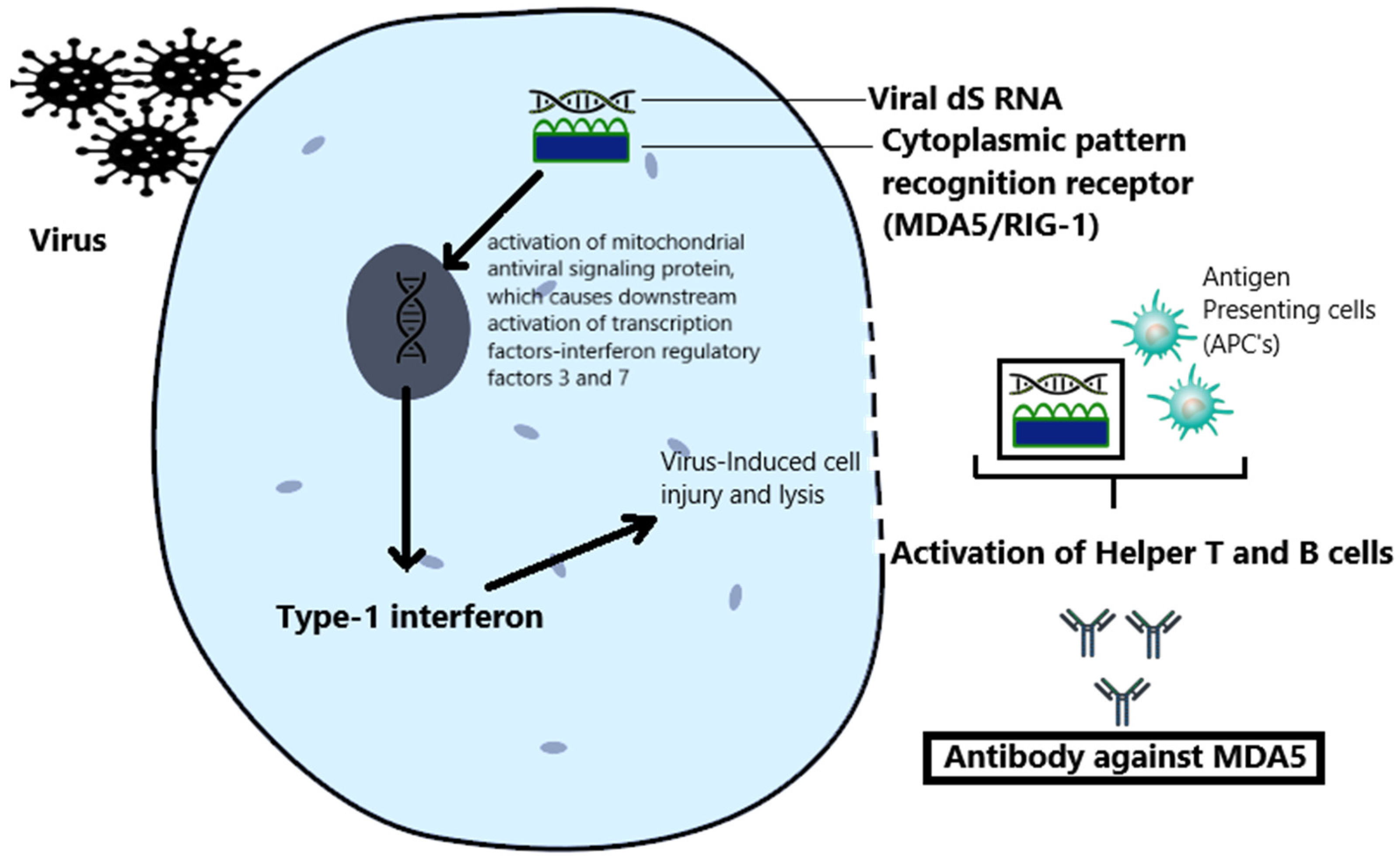A Review of MDA-5 Dermatomyositis and Associated Interstitial Lung Disease
