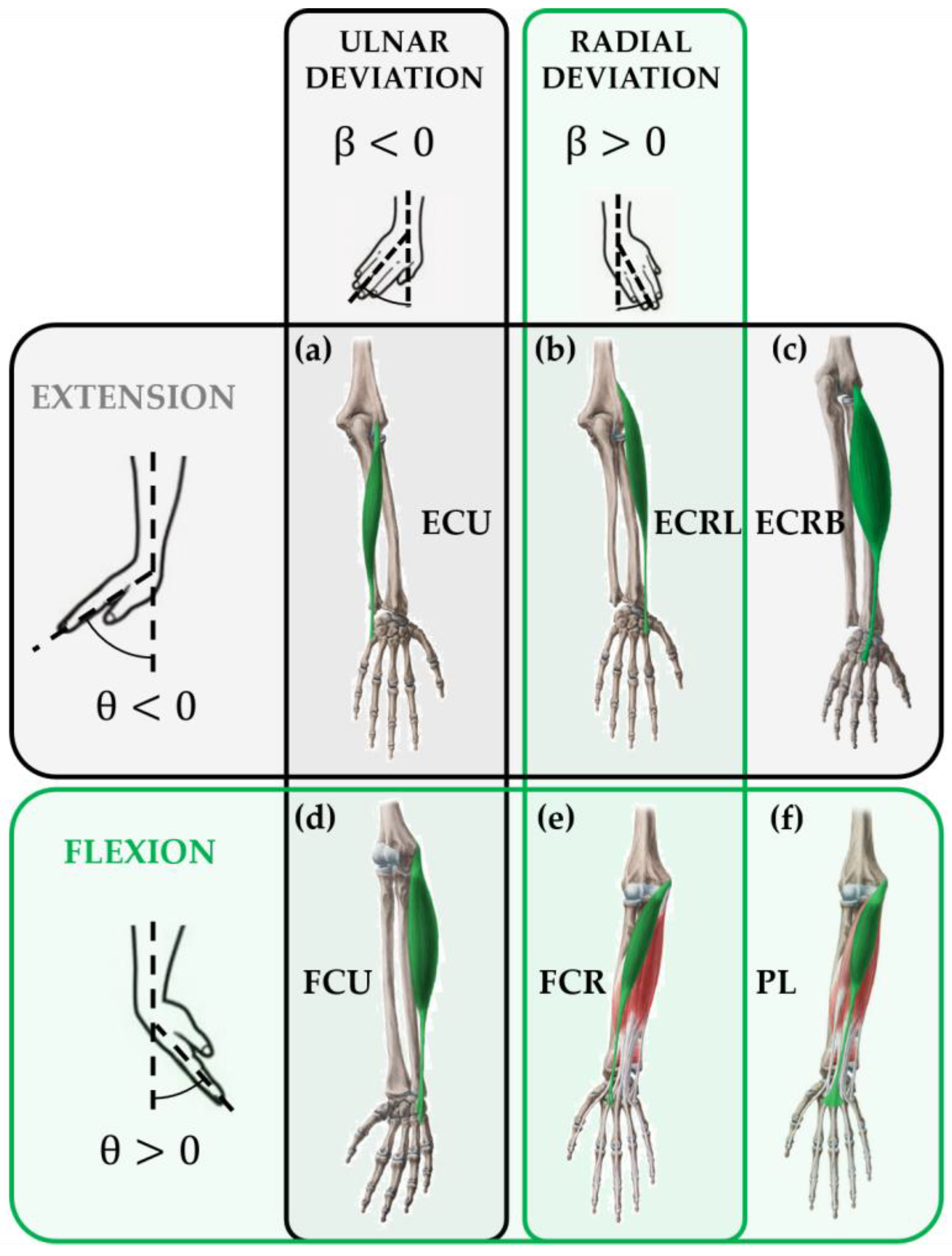 Ulnar Deviation Muscles