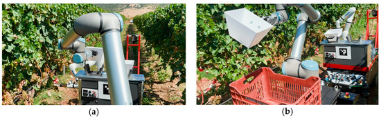 Robotics | Free Full-Text | Cooperative Grape Harvesting Using Heterogeneous Autonomous Robots