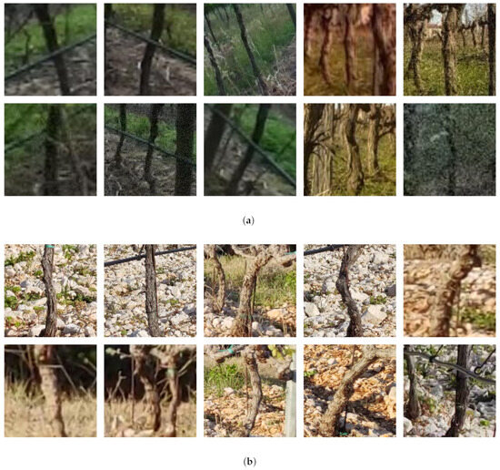 Generating a Dataset for Semantic Segmentation of Vine Trunks in Vineyards Using Semi-Supervised ...