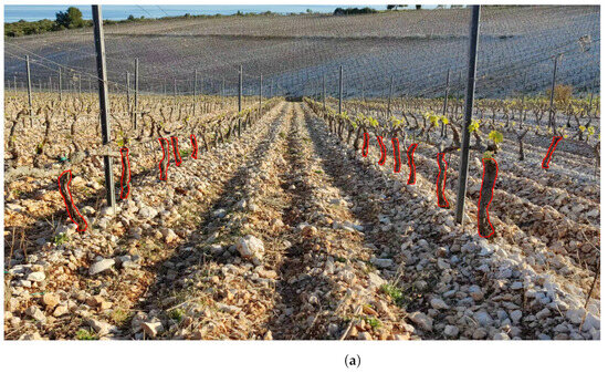 Generating a Dataset for Semantic Segmentation of Vine Trunks in Vineyards Using Semi-Supervised ...