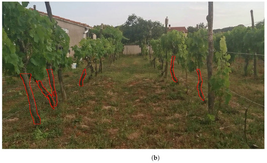 Generating a Dataset for Semantic Segmentation of Vine Trunks in Vineyards Using Semi-Supervised ...