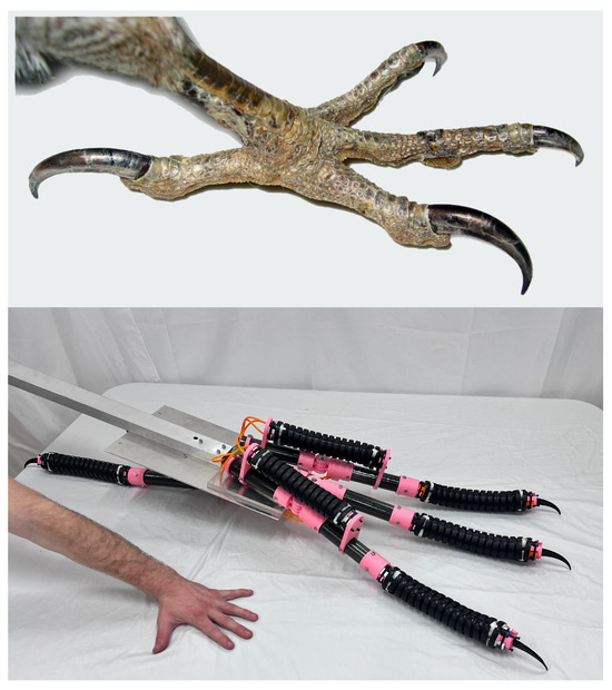 The Claw: An Avian-Inspired, Large Scale, Hybrid Rigid-Continuum Gripper