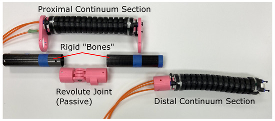 The Claw: An Avian-Inspired, Large Scale, Hybrid Rigid-Continuum Gripper