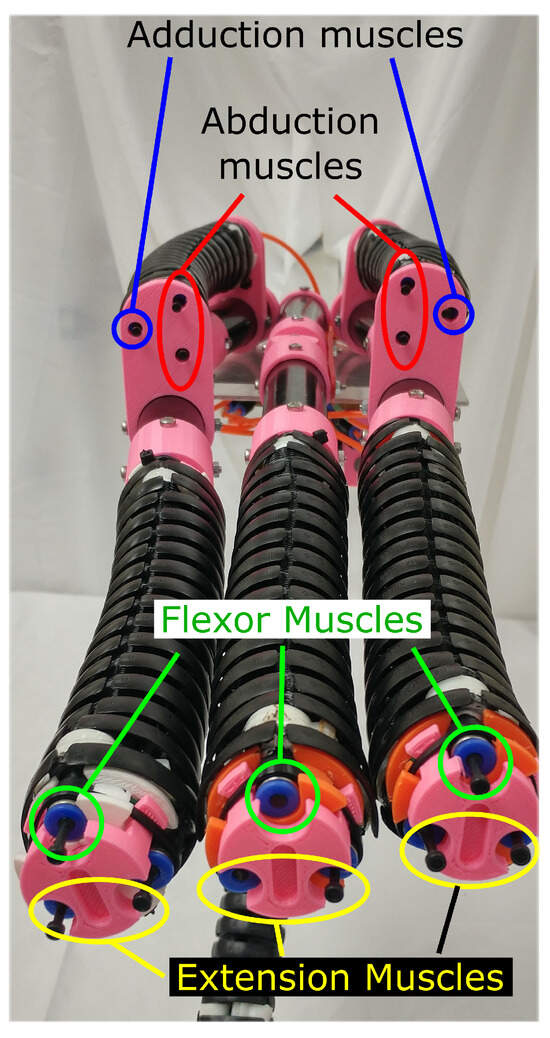 The Claw: An Avian-Inspired, Large Scale, Hybrid Rigid-Continuum Gripper