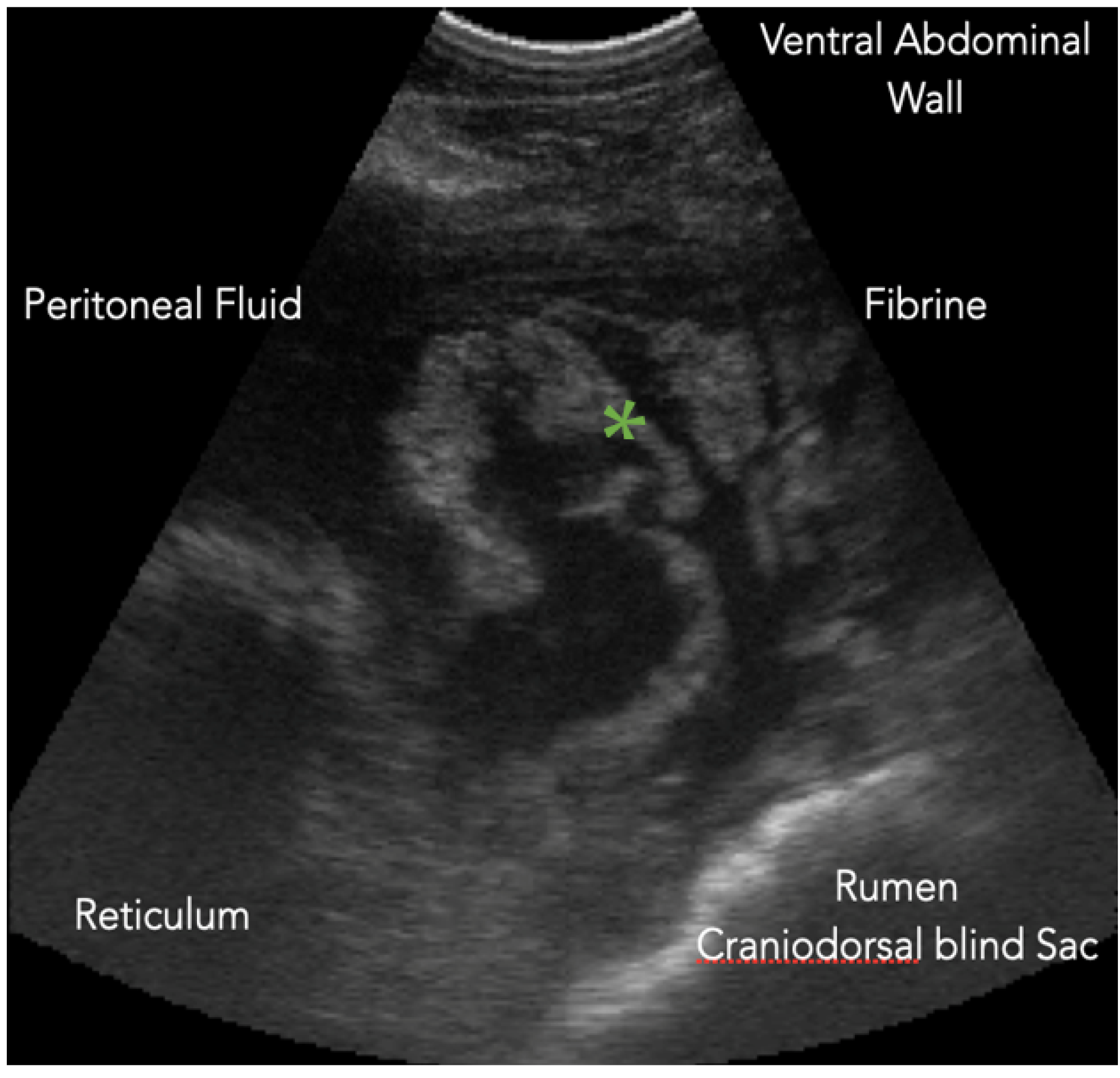 Acute Abdominal Disorders in Dairy Cattle: What Can Clinicians Do under ...