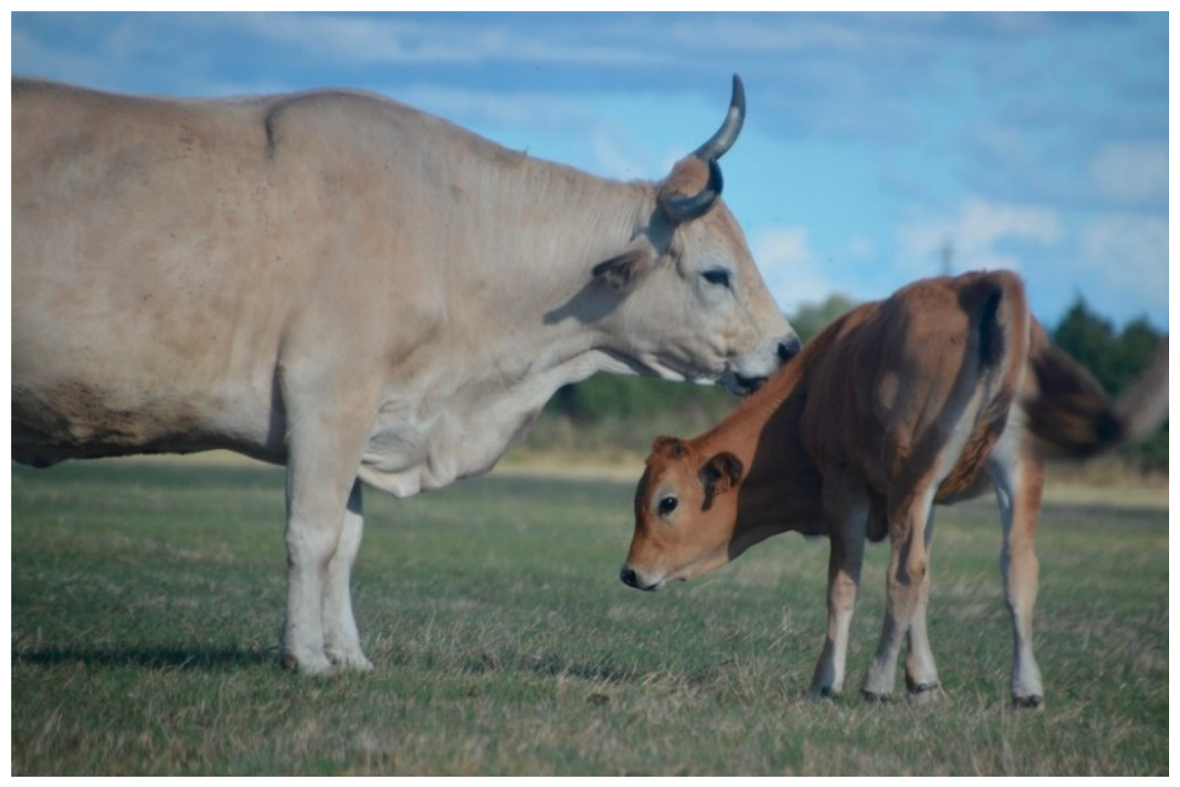 The Maraichine Cattle Breed Supports Breeders and Researchers in the ...
