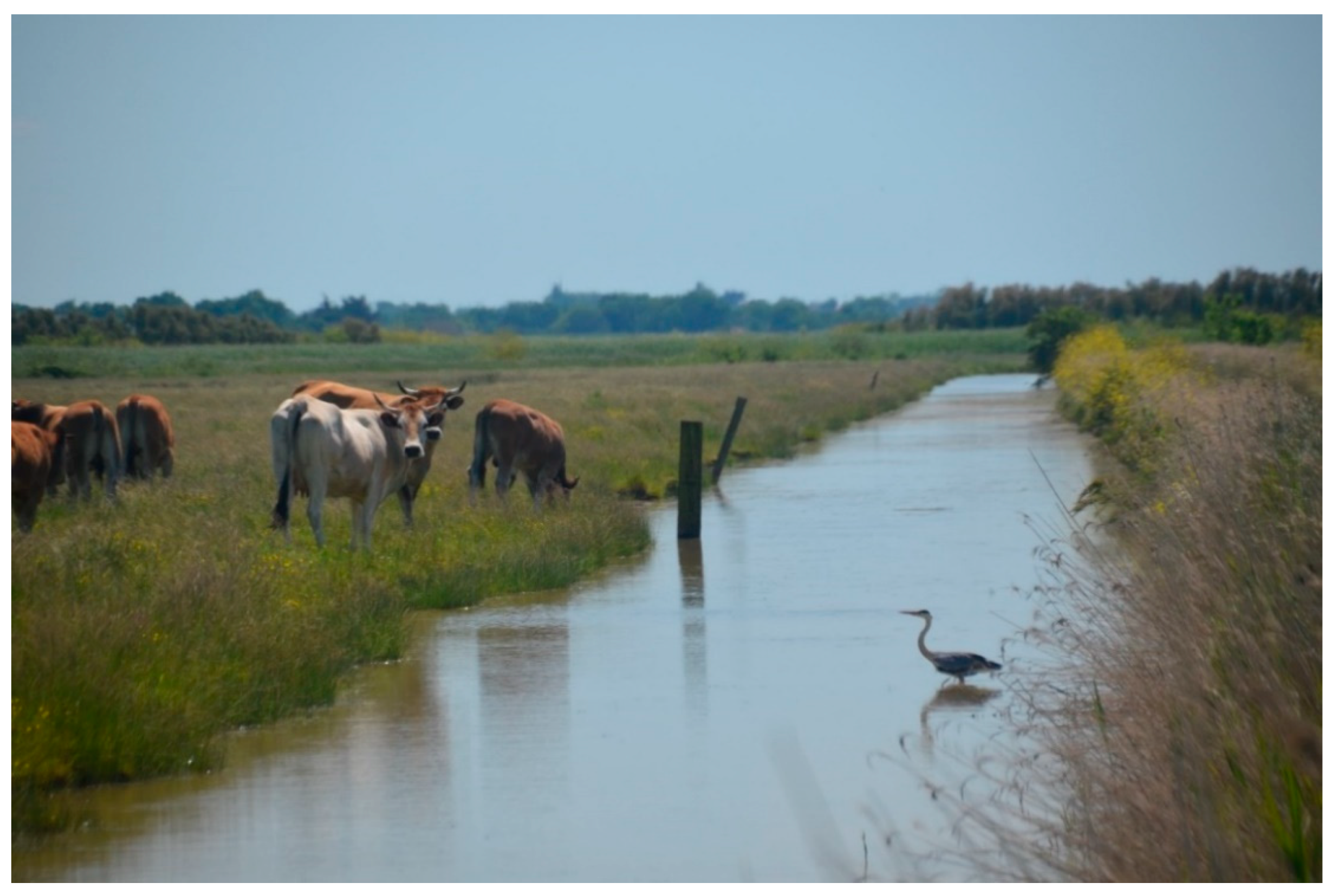 The Maraichine Cattle Breed Supports Breeders and Researchers in the ...