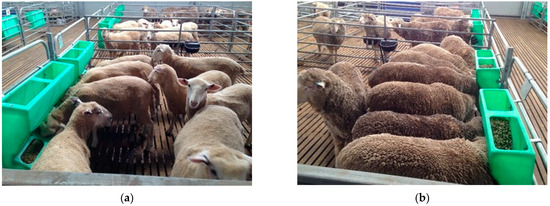 Ruminants | An Open Access Journal from MDPI