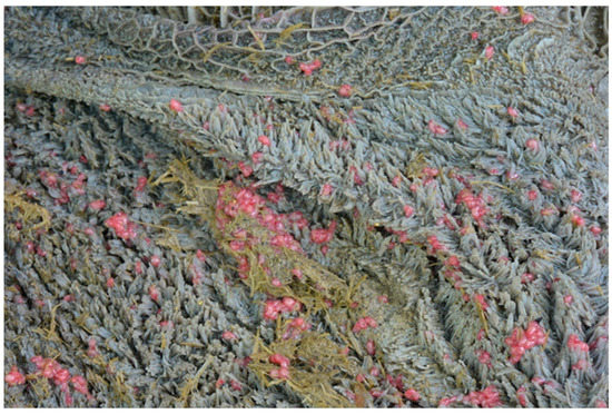 A Study into the Identity, Patterns of Infection and Potential ...