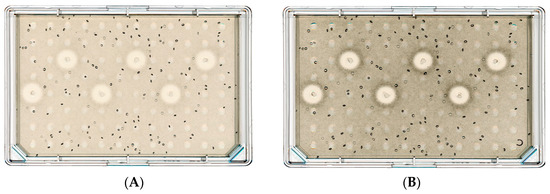 A Novel Direct-Fed Microbial for Beef Cattle Has a Supportive Effect ...