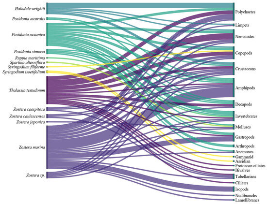 Epibionts and Epiphytes in Seagrass Habitats: A Global Analysis of ...
