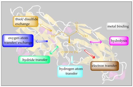 The Chalcogen Exchange: The Replacement of Oxygen with Sulfur and ...