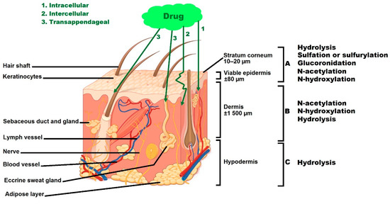 Development of Topical/Transdermal Self-Emulsifying Drug Delivery ...