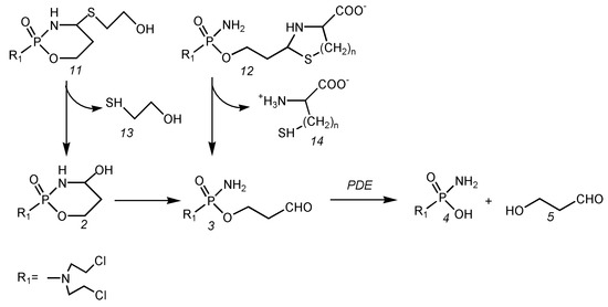 The Mechanism of Action of Cyclophosphamide and Its Consequences for ...