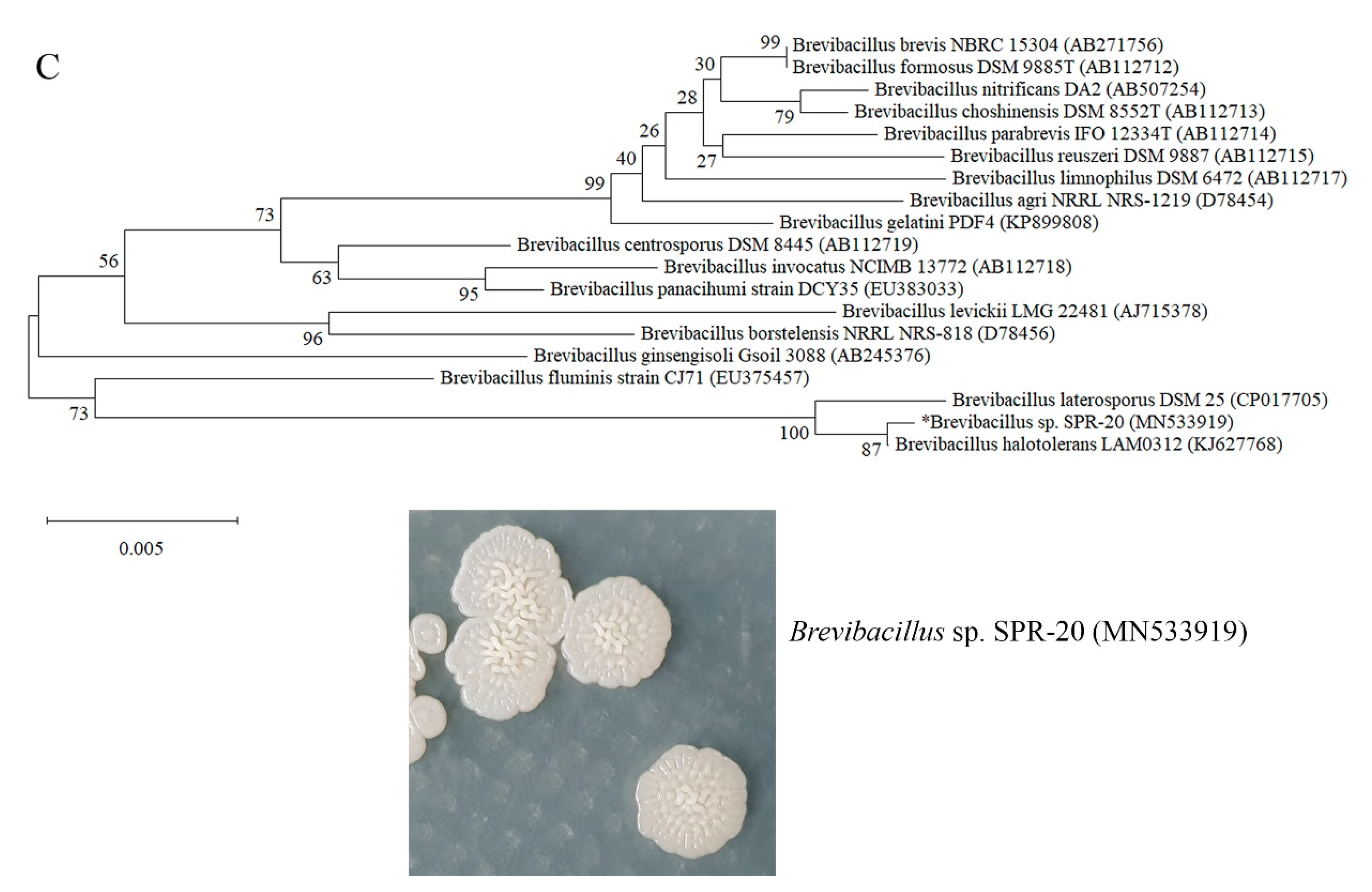 Promising Anti-MRSA Activity of Brevibacillus sp. Isolated from Soil ...