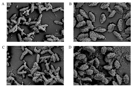 Promising Anti-MRSA Activity of Brevibacillus sp. Isolated from Soil ...