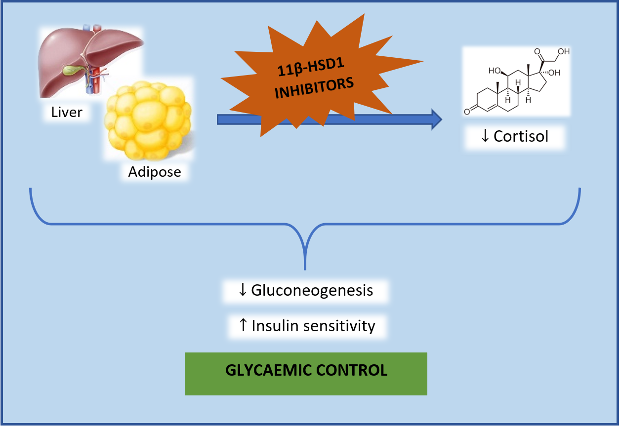 Sci. Pharm. | Free Full-Text | Inhibitors of 11β-Hydroxysteroid ...