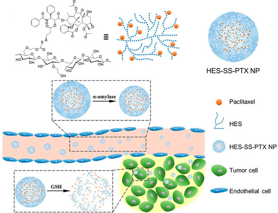 Structural Aspect of Hydroxyethyl-Starch–Anticancer-Drug-Conjugates as ...