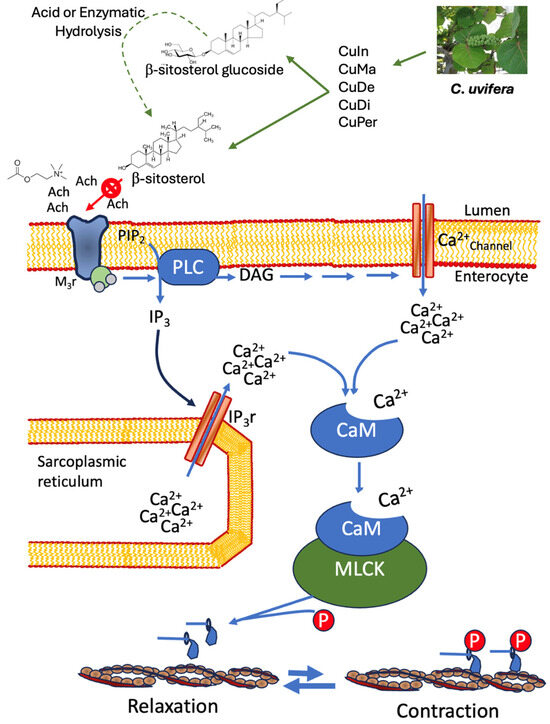β-Sitosterol Mediates Gastrointestinal Smooth Muscle Relaxation Induced ...