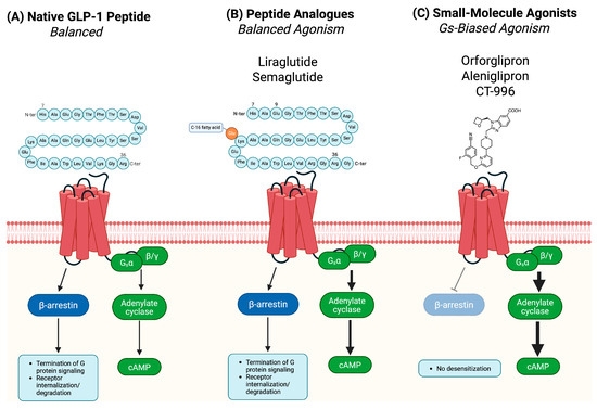 Oral Small-Molecule GLP-1 Receptor Agonists: Mechanistic Insights and ...