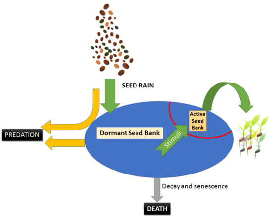 Seeds | Free Full-Text | Significance of Soil Seed Bank in Forest ...