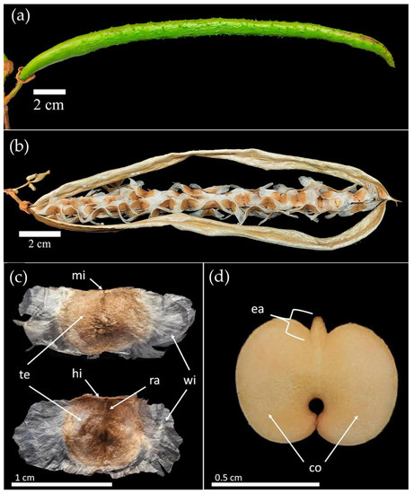 Physiological Potential of Seeds of Handroanthus spongiosus (Rizzini) S ...