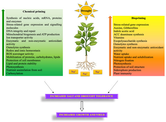 The Utilization of Seed Priming as a Tool to Overcome Salt and Drought ...