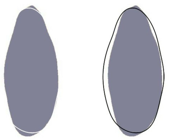 Seeds | Free Full-Text | Geometric Analysis of Seed Shape Diversity in ...